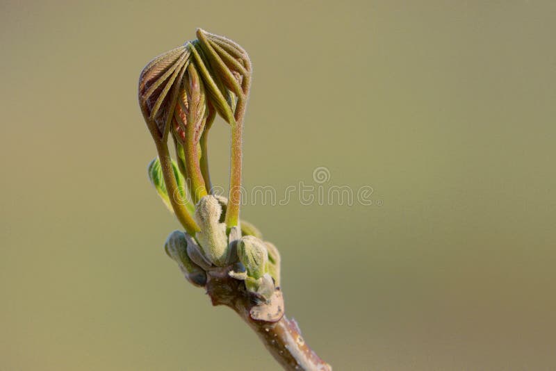 Walnut bud stock photo. Image of trees, walnut, leaf - 242540612
