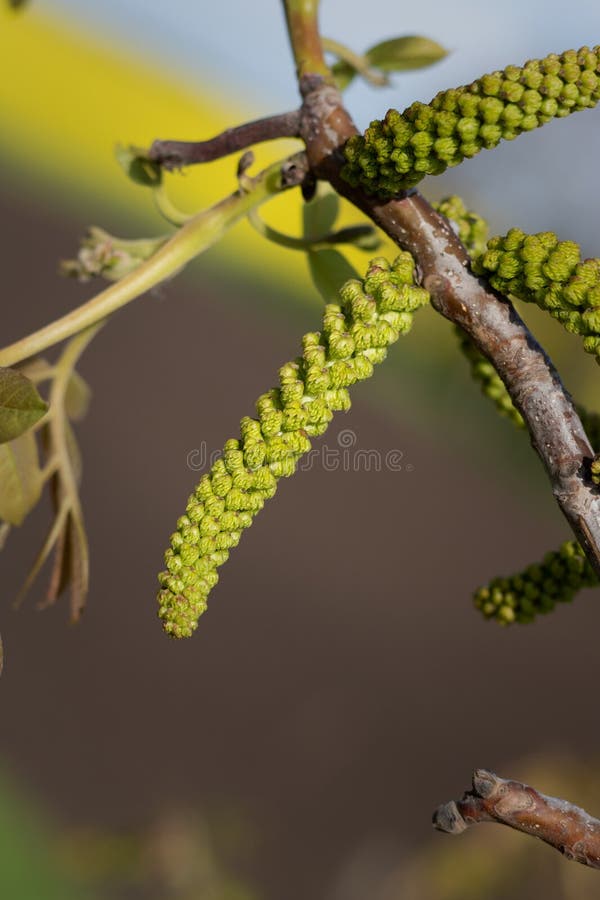 Walnut Bud on a Tree Branch Stock Photo - Image of invertebrate ...