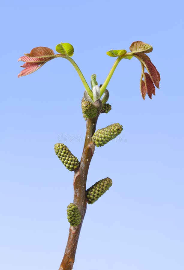 Walnut tree budding brunch stock image. Image of seasonal - 27408259