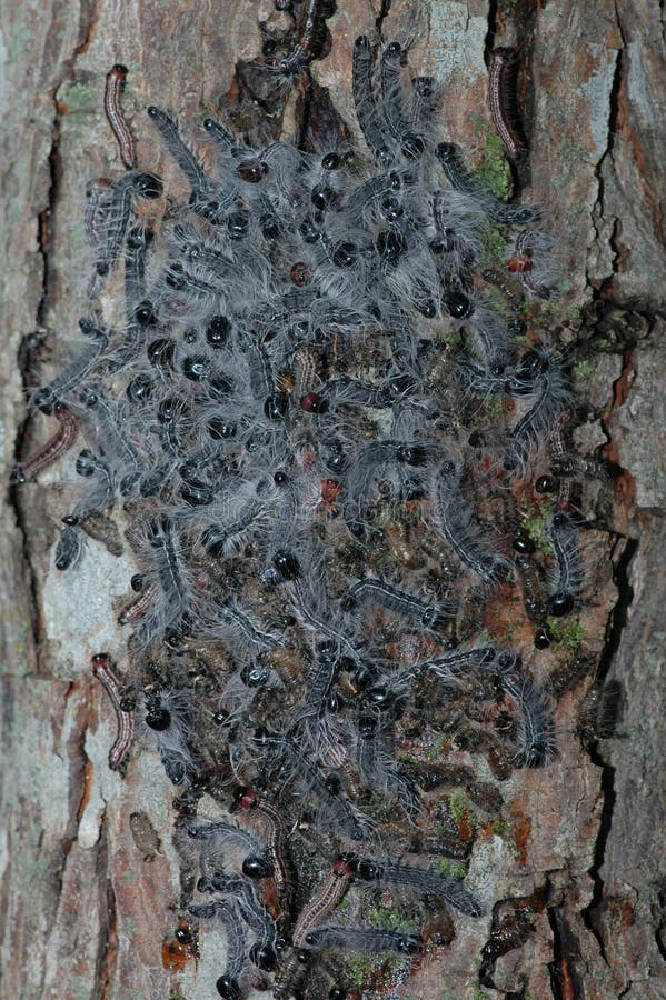 Walnut Caterpillars stock photo. Image of unusual, environment - 110983132