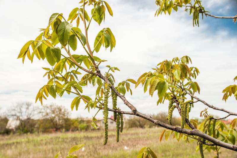 Walnut 2 stock photo. Image of summer, nature, health - 40912608