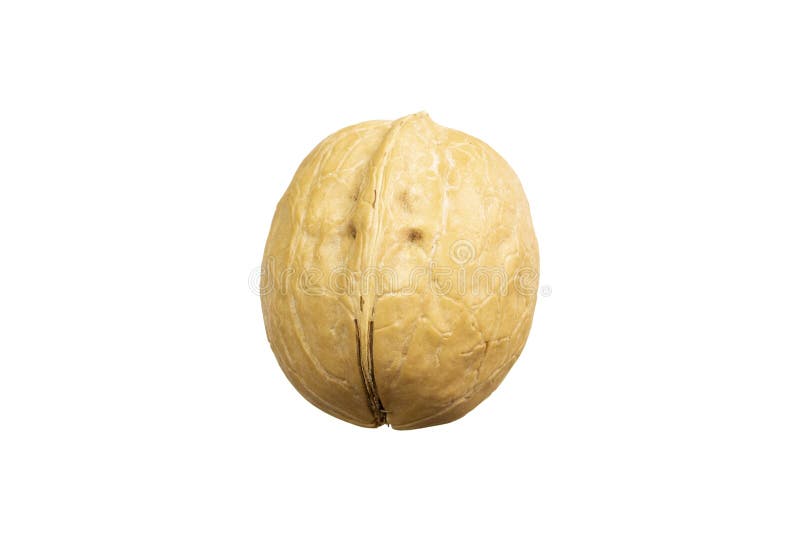 Single Walnut Isolated on White Background Stock Photo - Image of ...