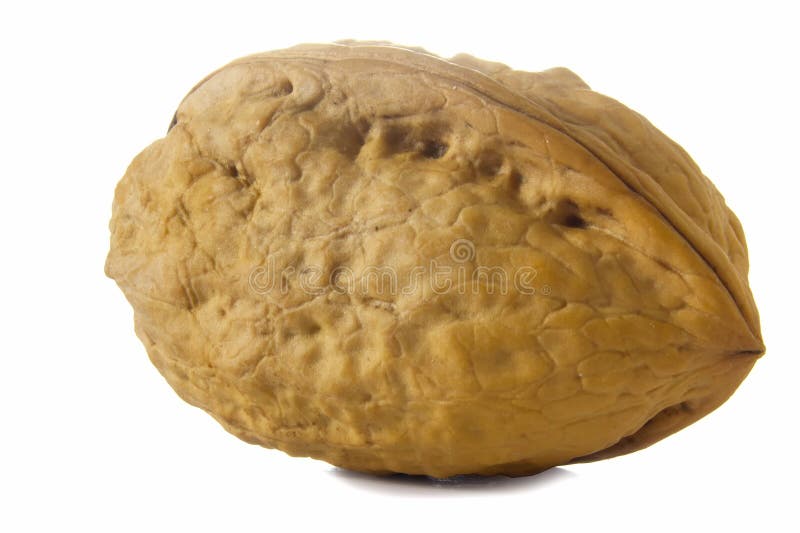 Walnut Close-up Isolated on White Background. Stock Image - Image of ...