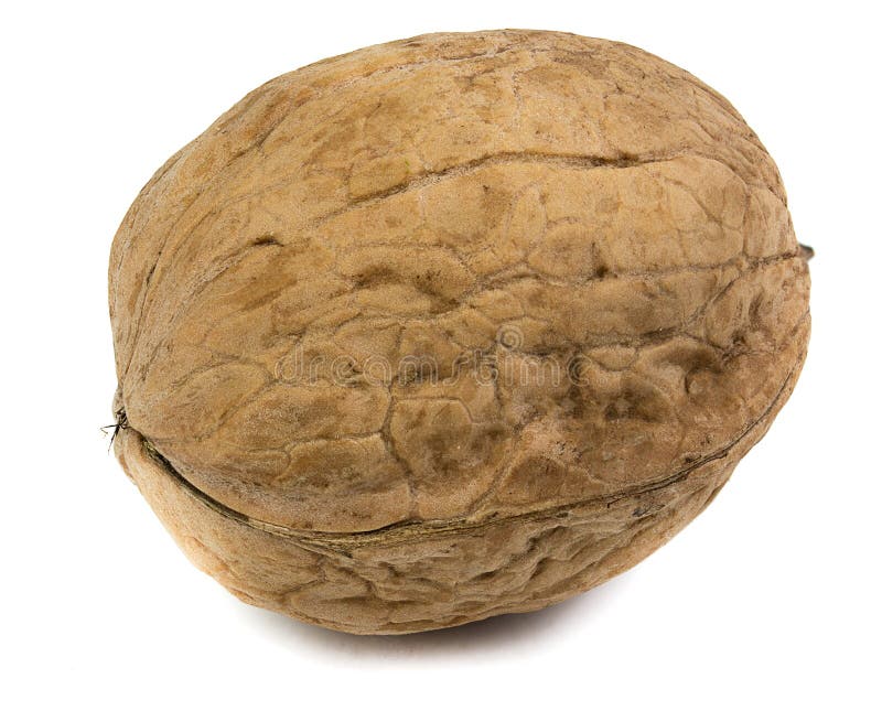 Walnut Close-up on a White Background Stock Image - Image of object ...