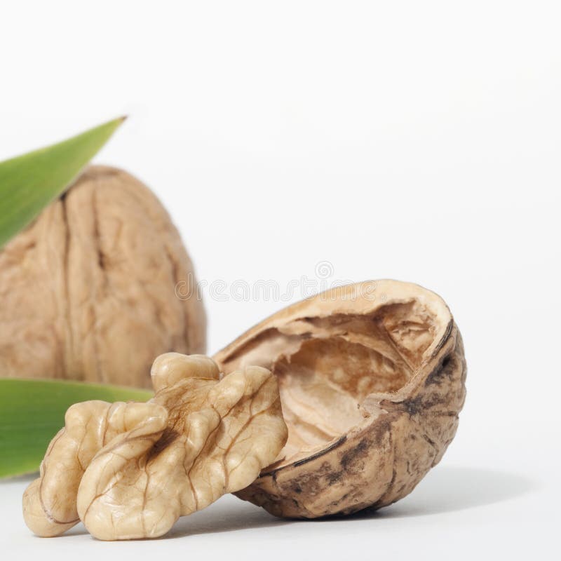 Walnut closeup stock image. Image of hard, healthy, natural - 22731165