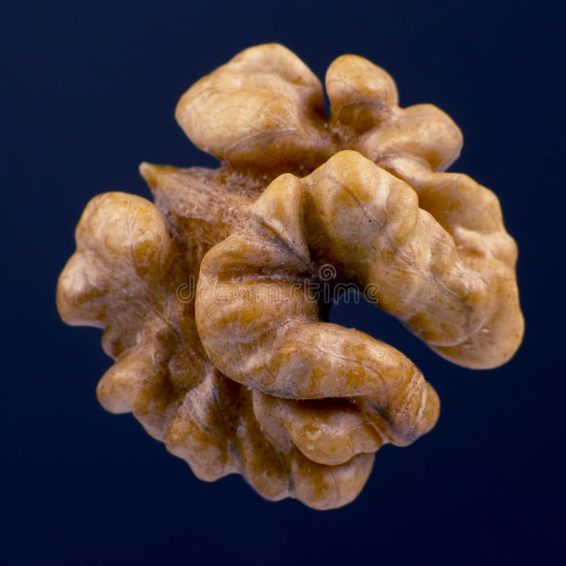 Walnut Closeup on a Blue Background. Healthy and Protein Food Stock ...