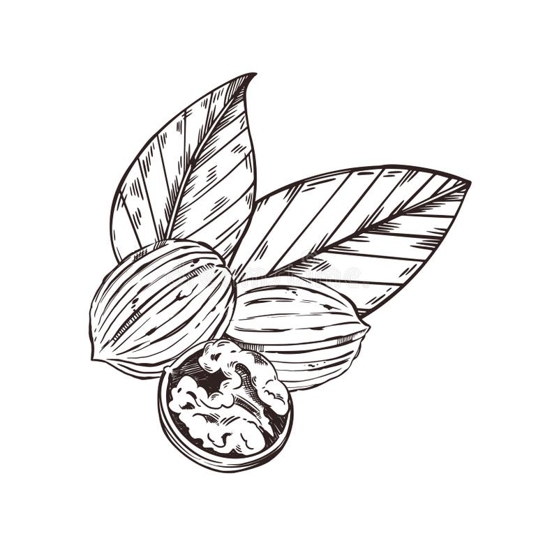 Walnut Composition, Whole Nuts in the Shell, Half a Nut, Walnut Leaves ...