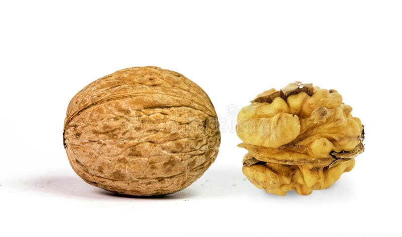Walnut Core Isolated in White Background Stock Photo - Image of crust ...
