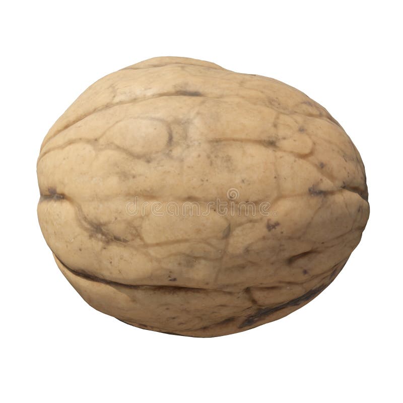 Walnut 3d Stock Illustrations – 1,432 Walnut 3d Stock Illustrations ...