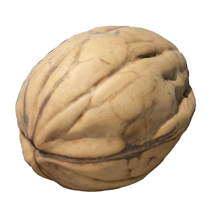 Walnut 3d Stock Illustrations – 1,432 Walnut 3d Stock Illustrations ...