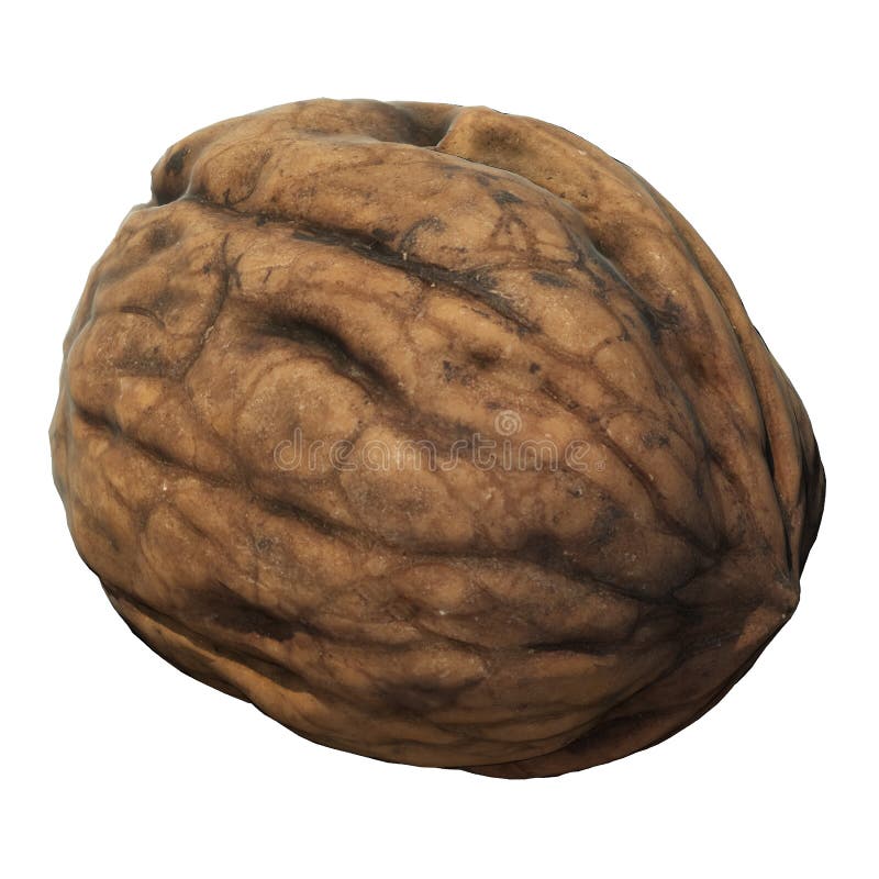 Walnut 3d Illustration Isolated on the White Background Stock ...