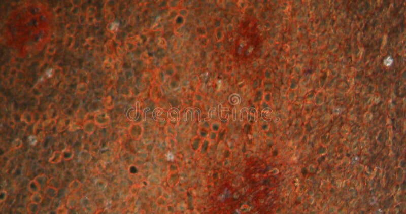 Walnut in Darkfield stock video. Video of walnut, thin - 208328271