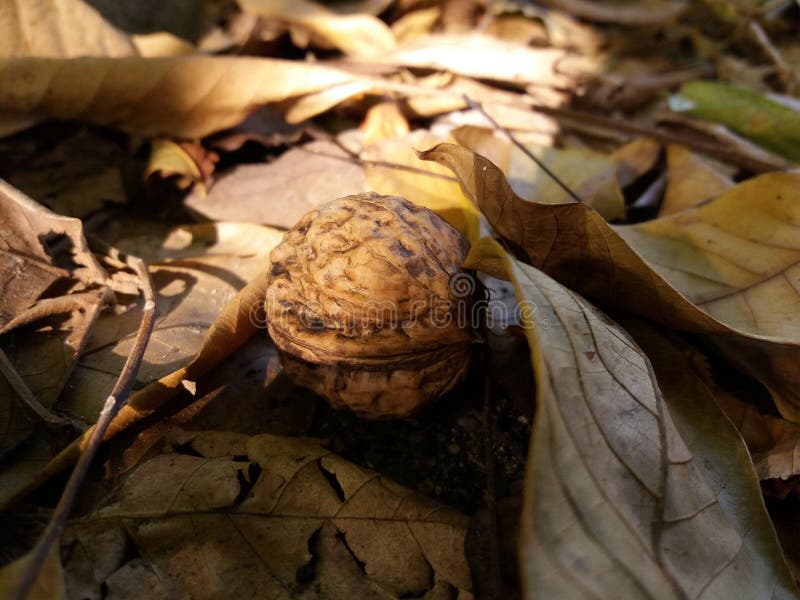 Walnut in a dry leaf stock photo. Image of shooting - 131988614