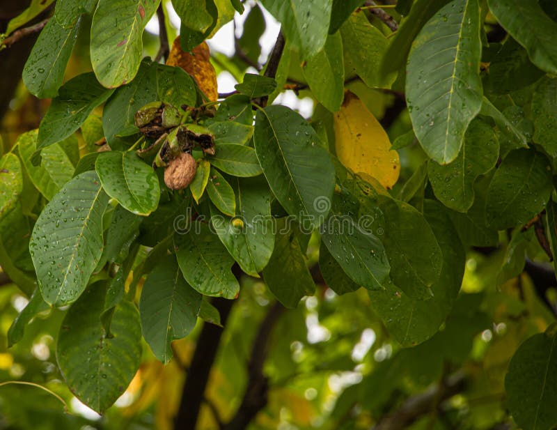 Big Tree Cut Down from the Stem Stock Photo - Image of wood, landscape ...