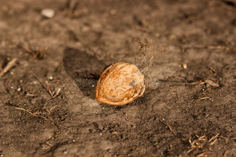 Walnut Fell from a Tree, Lying on the Ground. Stock Image - Image of ...