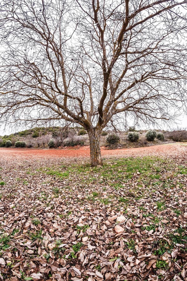 Walnut in the Fields of Alhambra in Ciudad Real Stock Photo - Image of ...