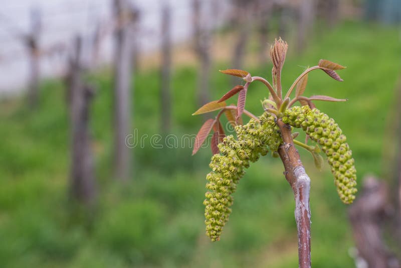 Walnut flower stock image. Image of fresh, green, nature - 246487347