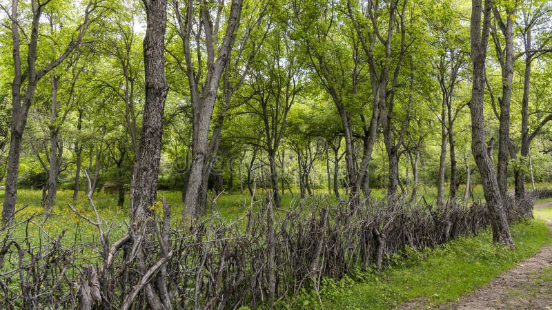 Walnut Forest Path Kyrgyzstan Stock Image - Image of season, green ...