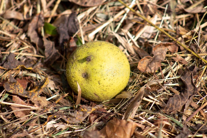 Walnut stock image. Image of yellow, fallen, walnut - 231952827