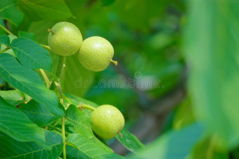 Walnut fruit stock photo. Image of leaves, fresh, fruitage - 152072712