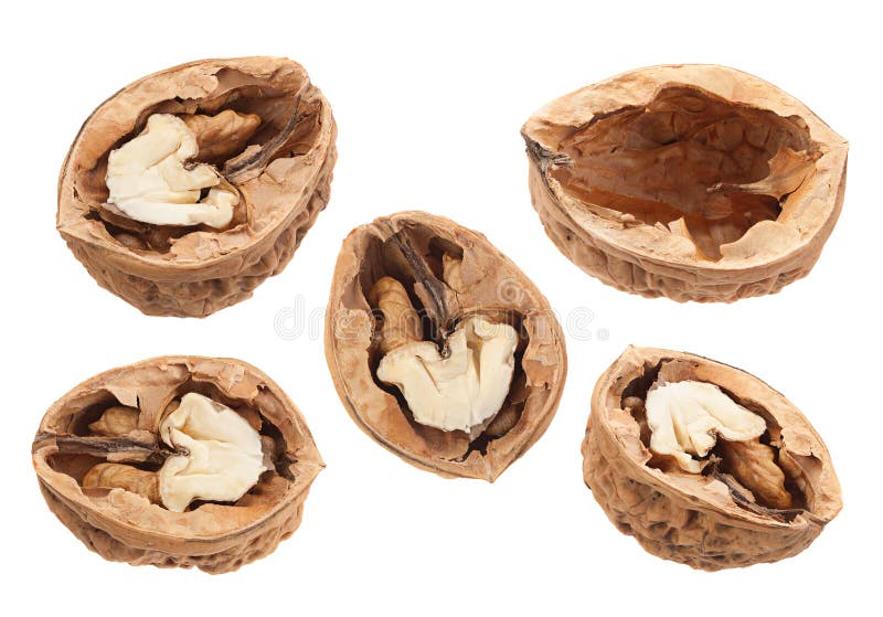 Walnut closeup on tree stock image. Image of walnut, autumn - 21721527