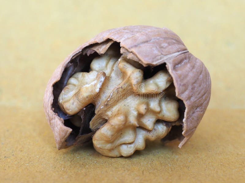 Walnut fruit food stock image. Image of cuisine, space - 104462095