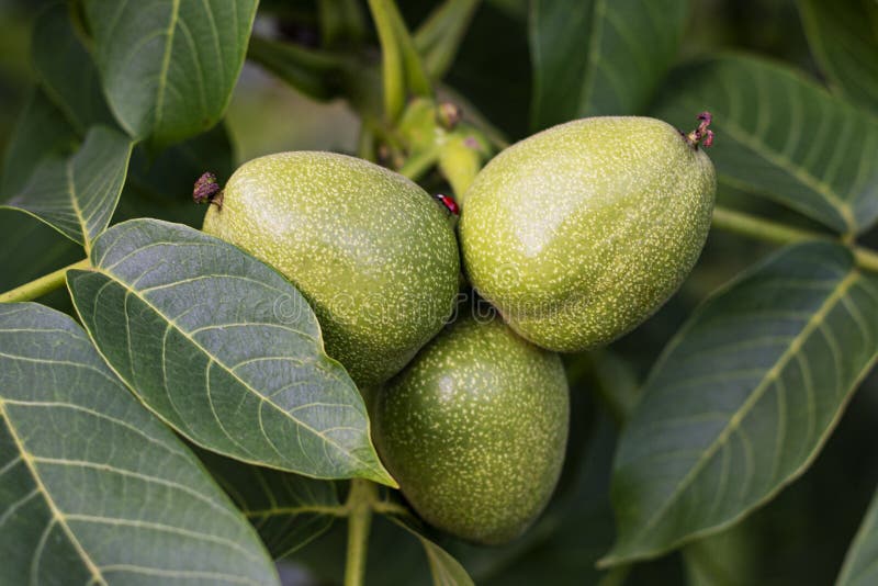 Walnut Fruit in Green Young Shell on a Tree Branch Stock Image - Image ...