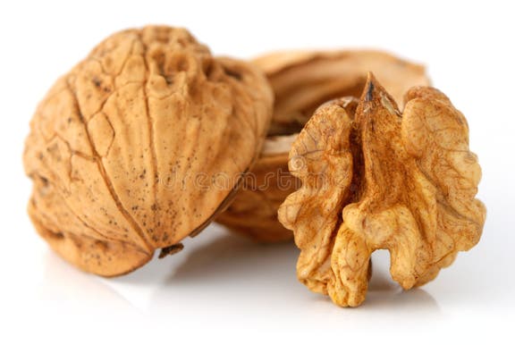 Walnut fruit and shield stock photo. Image of white, close - 4052560