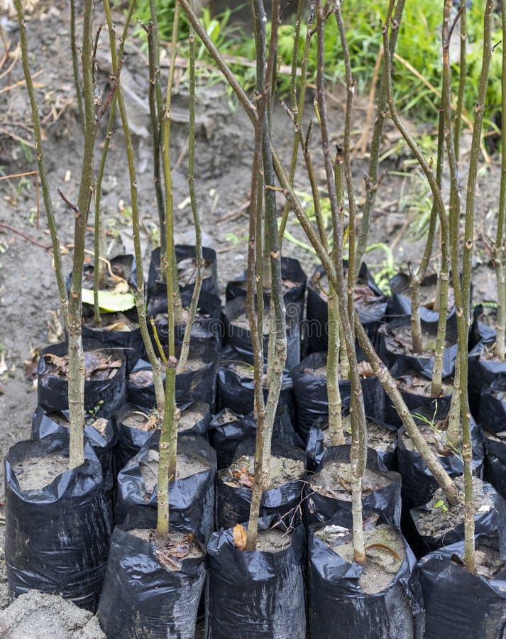 Walnut Fruit Tree Saplings in Plant Nursery Stock Image - Image of ...