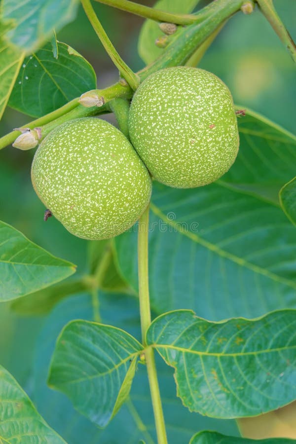 Walnut fruits stock photo. Image of leaf, fruit, walnut - 191188470