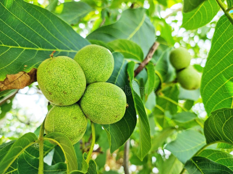 Walnut Fruits in Green Husk between Green Foliage of Walnut Tree Close ...