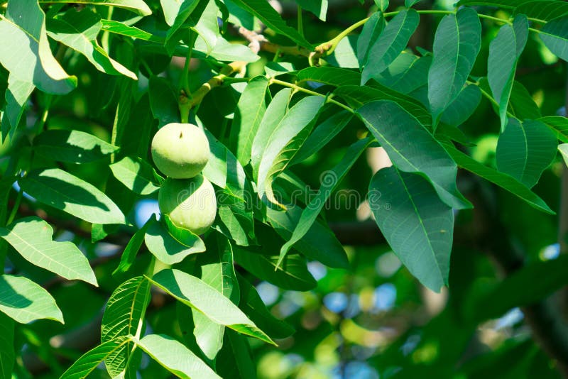 Walnut Fruits Grow on the Tree. Unripe Nuts Stock Photo - Image of ...