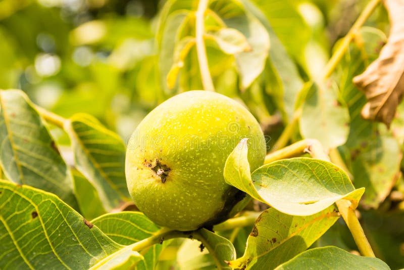 Walnut fruits stock photo. Image of arranged, eatable - 79190994