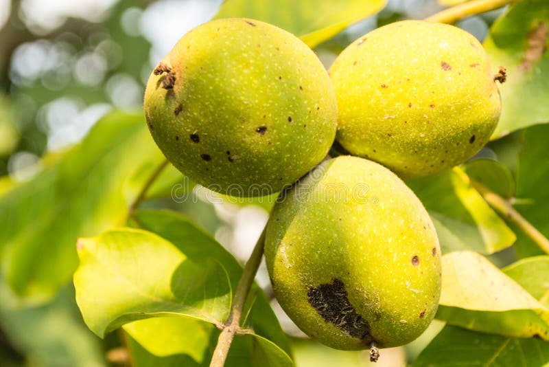 Walnut fruits stock photo. Image of arranged, production - 79191018