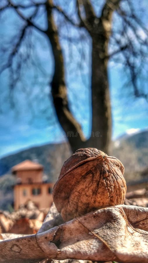 The Walnut of the Garden Fell Next To the Tree Stock Photo - Image of ...