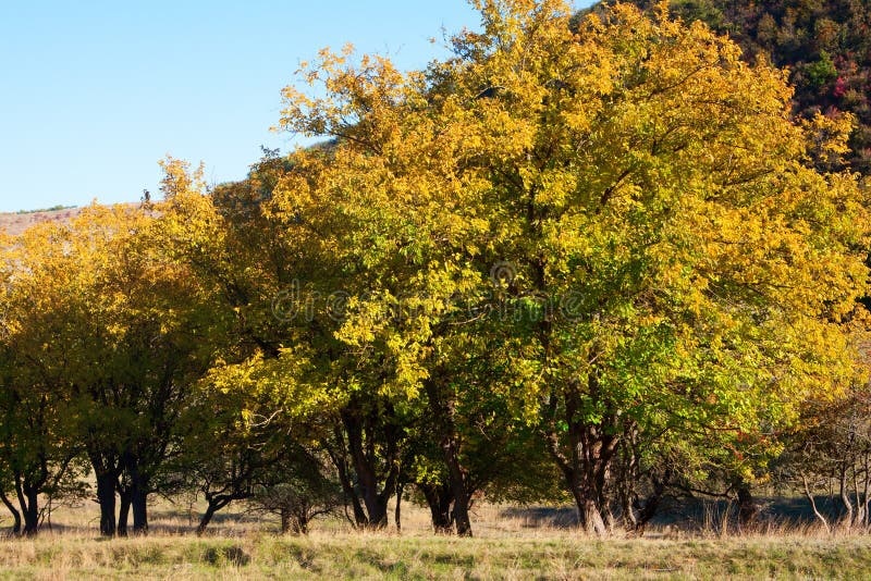Walnut garden stock image. Image of summer, autumn, leaves - 159420917