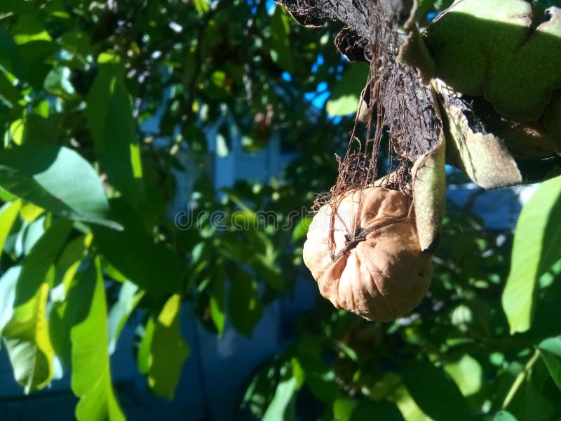 Walnut Getting Ready To Fall in a Lush Green Environment Stock Photo ...