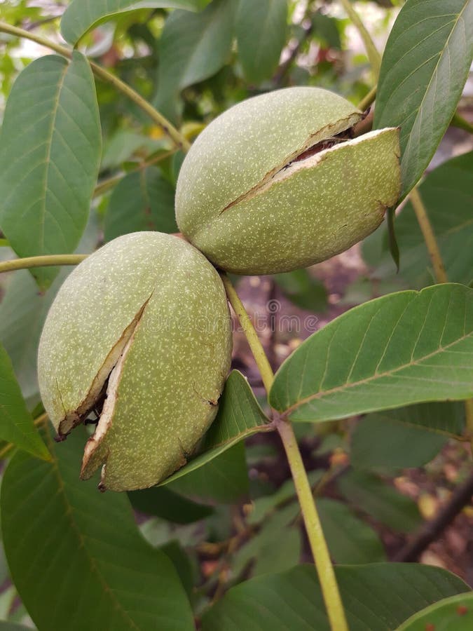 Walnut in Green Shell Close Up Stock Photo - Image of walnut, opened ...
