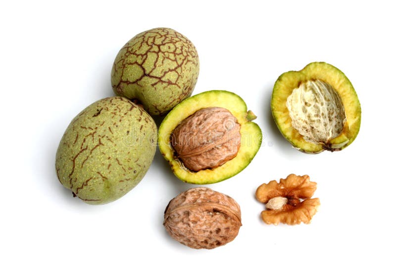 Green walnut stock photo. Image of farming, background - 43323612