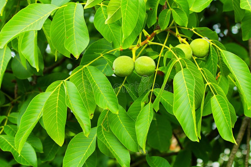 Walnut tree stock image. Image of lone, leafy, cloudy - 53617271