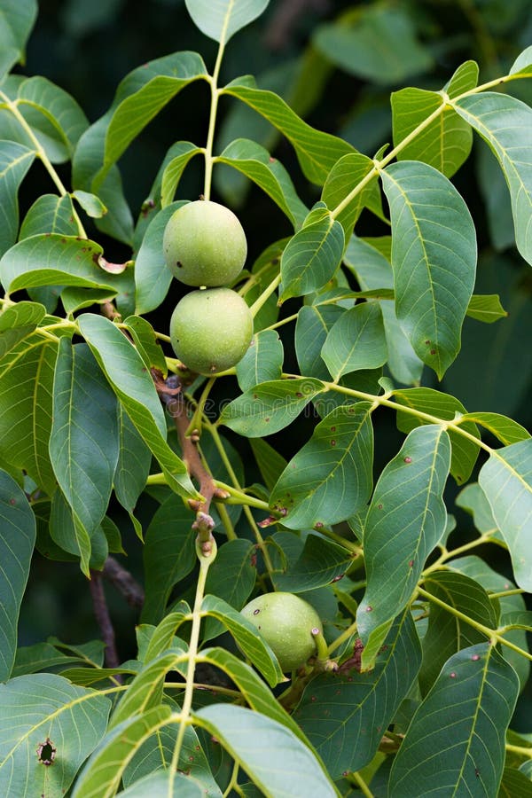 Walnut stock photo. Image of fruit, summer, food, growth - 57632808