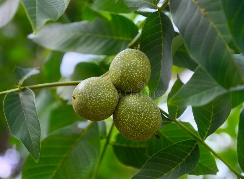 Walnut in growth stock photo. Image of stage, husk, drupe - 96755418