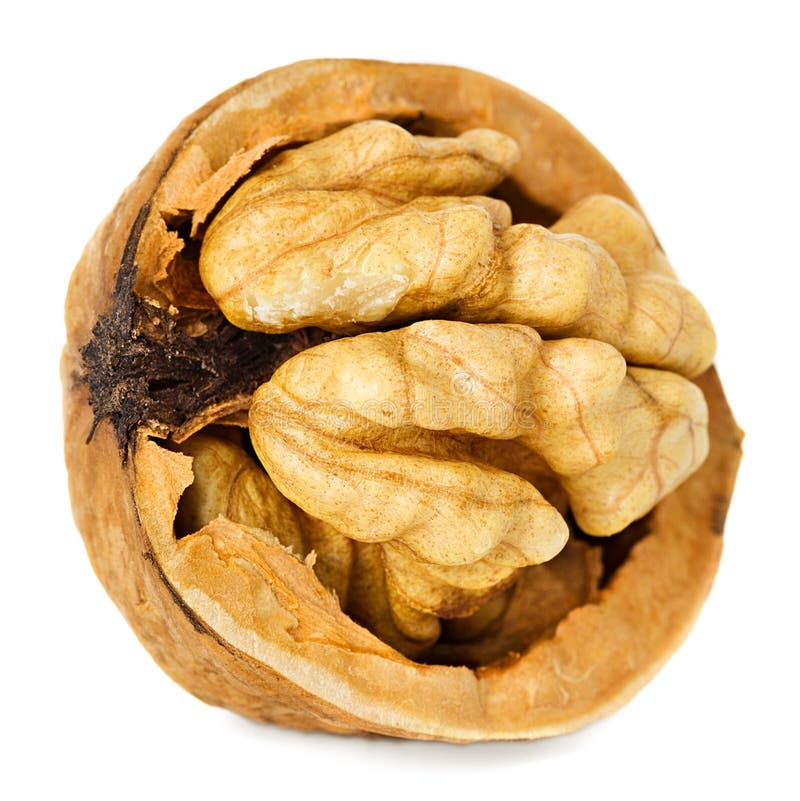 Walnut stock image. Image of core, food, protein, closeup - 35764331