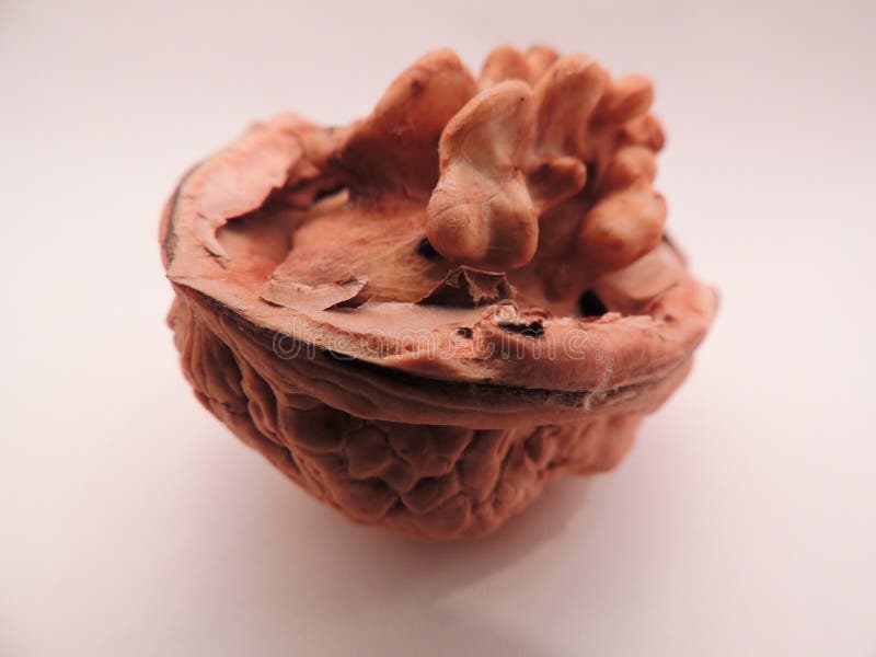 Walnut stock photo. Image of concentrated, uncovered - 47113306