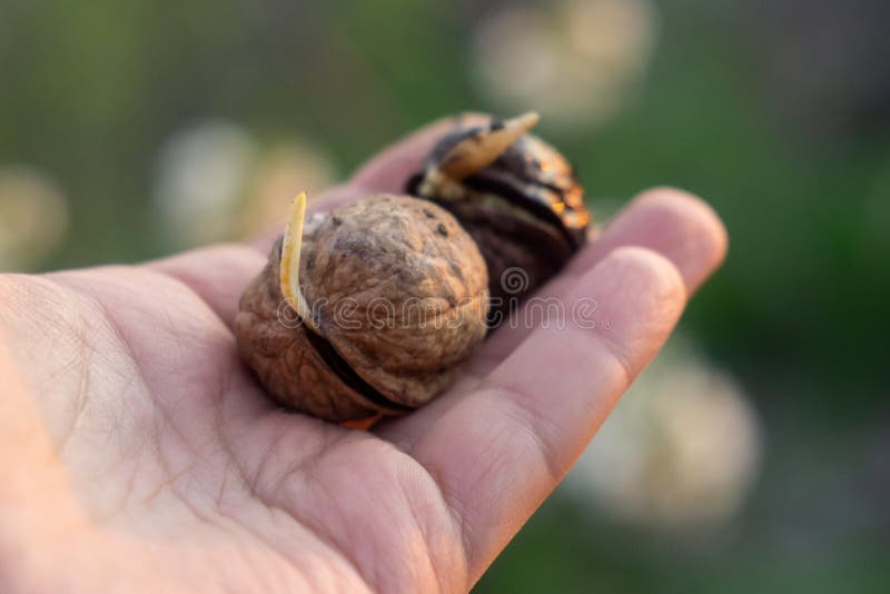 Walnut in hand close up stock image. Image of shell - 147144103