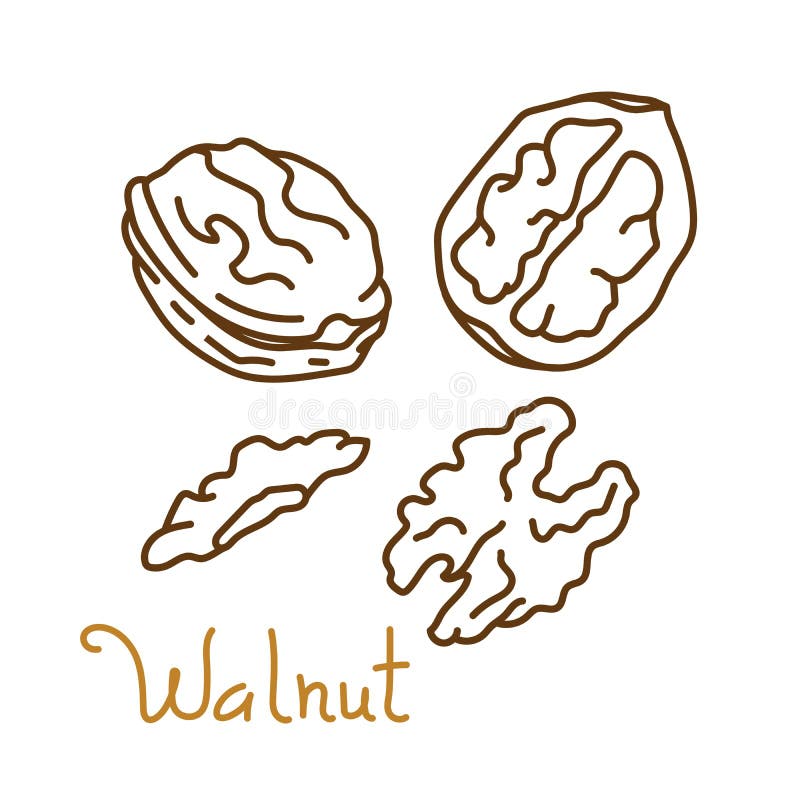 Walnut Line Art Stock Illustrations – 847 Walnut Line Art Stock ...