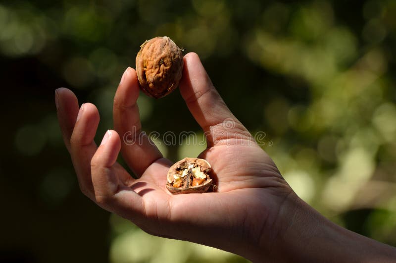 Walnut in the hand stock photo. Image of spring, tatvan - 175346066