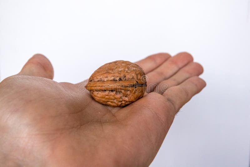 Walnut in Hand White Background Stock Image - Image of diet, people ...