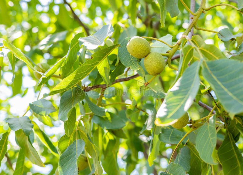 A Walnut is Hanging on a Branch. Green Walnut Tree Stock Image - Image ...