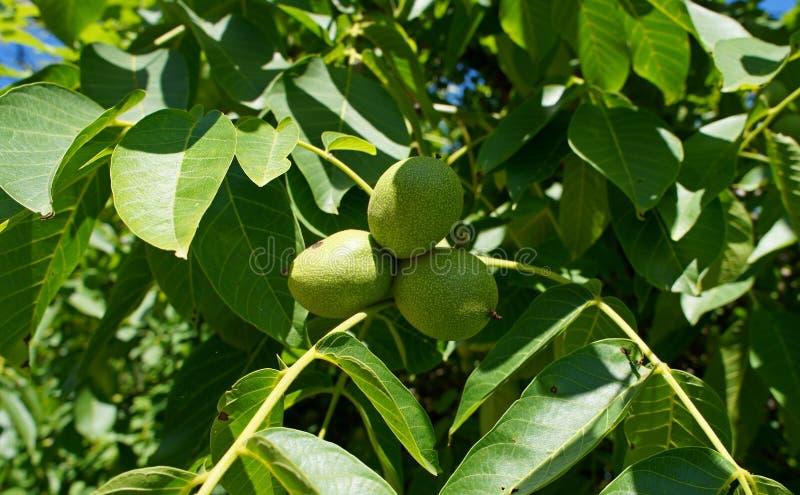 Walnut hanging on the tree stock photo. Image of food - 185969830